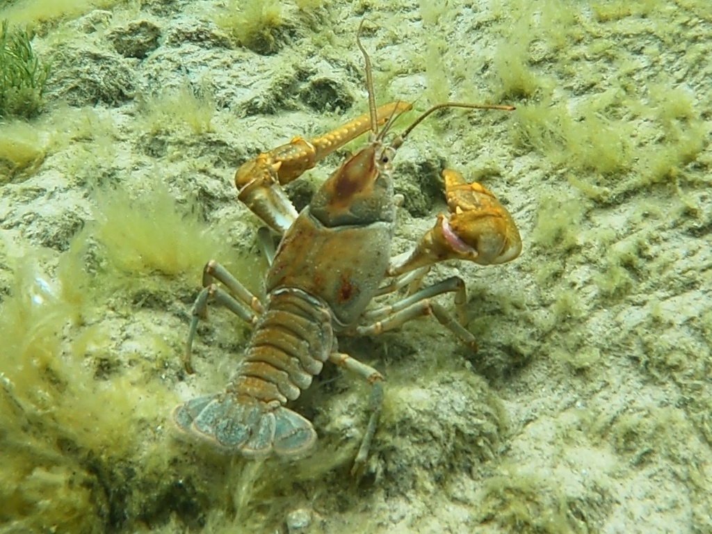 Big Water Crayfish from Saint Clair River, Port Huron, MI, US on July ...