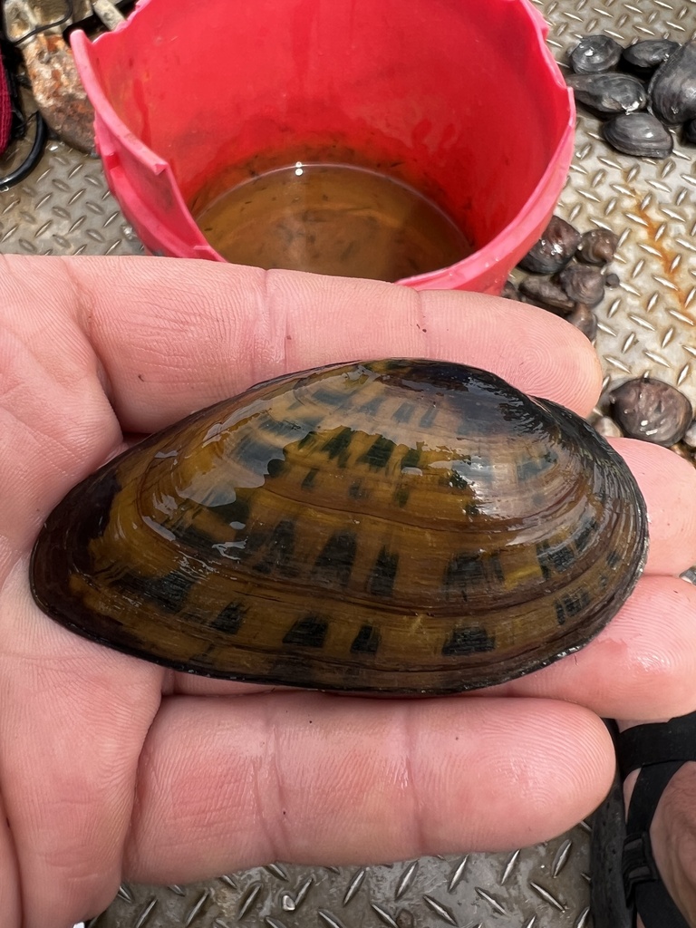 Kidneyshell from Sevenmile Island, Florence, AL, US on June 12, 2024 at ...