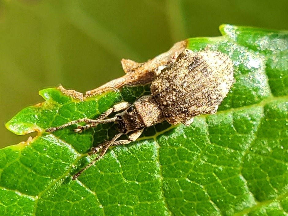 Peach Root Weevil from Karns, TN 37921, USA on July 9, 2024 at 06:58 PM ...