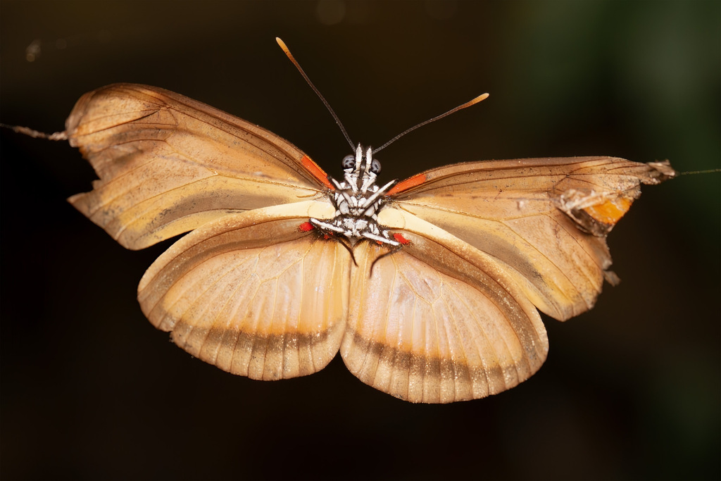 Eueides lybia from Sinop, MT, Brasil on April 28, 2024 at 11:14 AM by ...