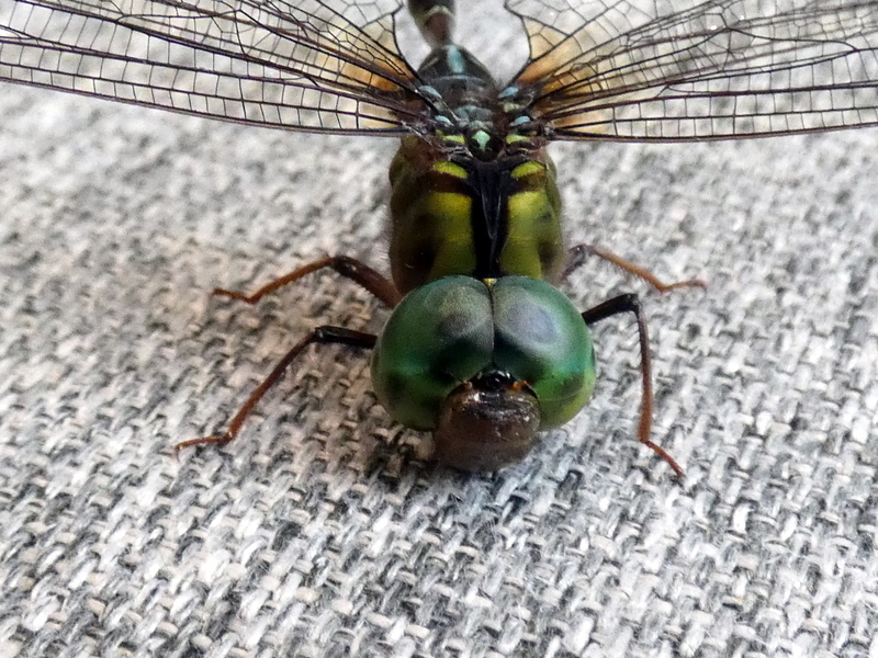 Dingy Duskhawker from Chanthabuly, Vientiane [prefecture], Laos on July ...
