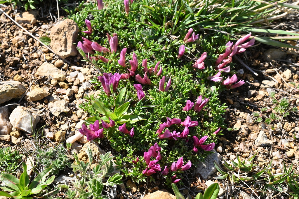 Dwarf Clover from Lake County, CO, USA on June 28, 2024 at 10:06 AM by ...