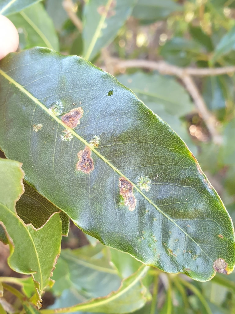 pittosporum leaf-gall fly from Toormina NSW 2452, Australia on July 10 ...