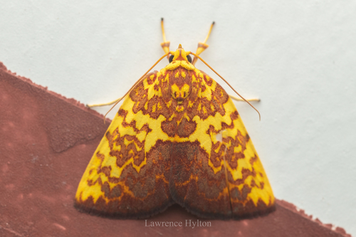 sinostrangalis's Identifications · iNaturalist