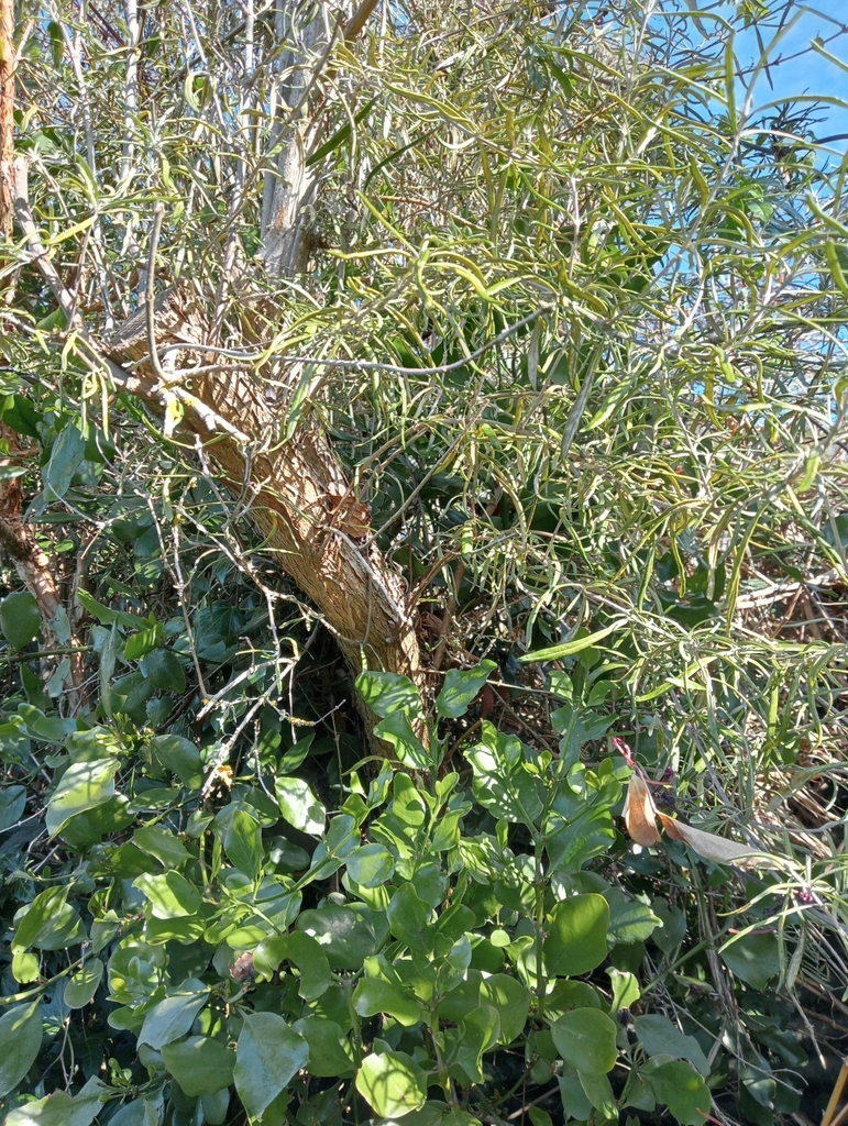 Green mistletoe in July 2024 by John Barkla. Hemiparasitic on Olearia ...