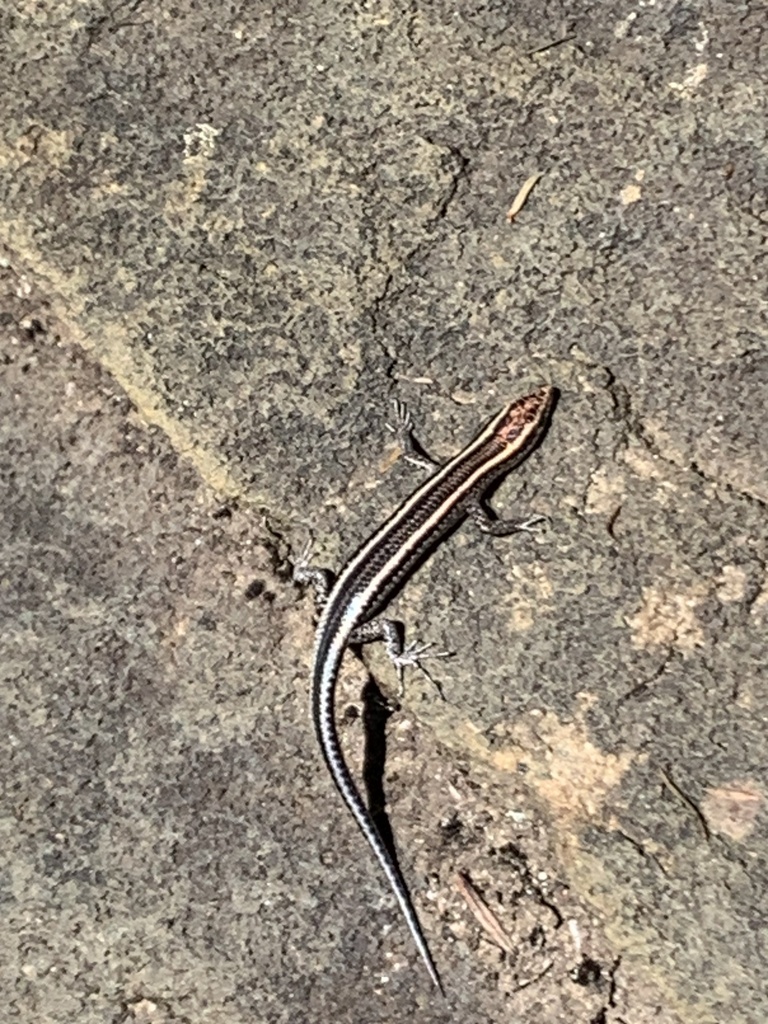 Elegant Snake-eyed Skink from Cockatoo Island, Woolwich, NSW, AU on ...