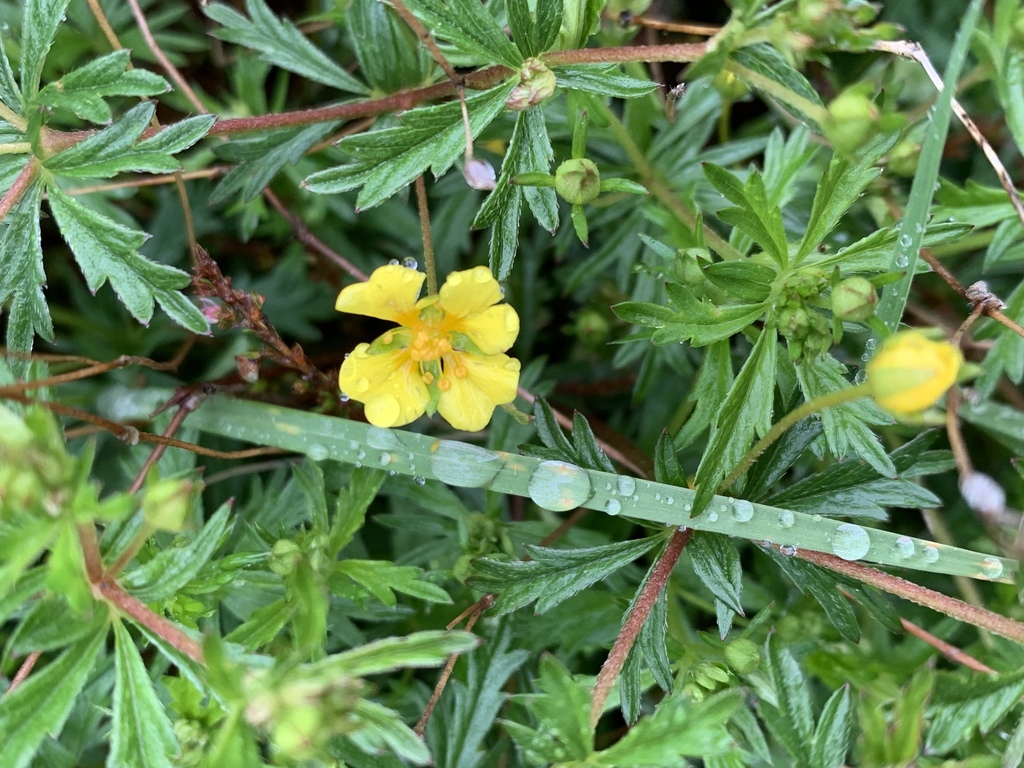 Tormentil from A832, Garve, Scotland, GB on May 26, 2019 at 09:59 AM by ...