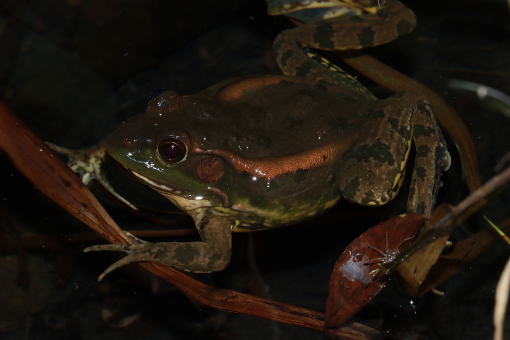 Eastern Golden Frog from 中国浙江省杭州市西湖区 on July 9, 2024 at 07:30 PM by 燕旭阳 ...
