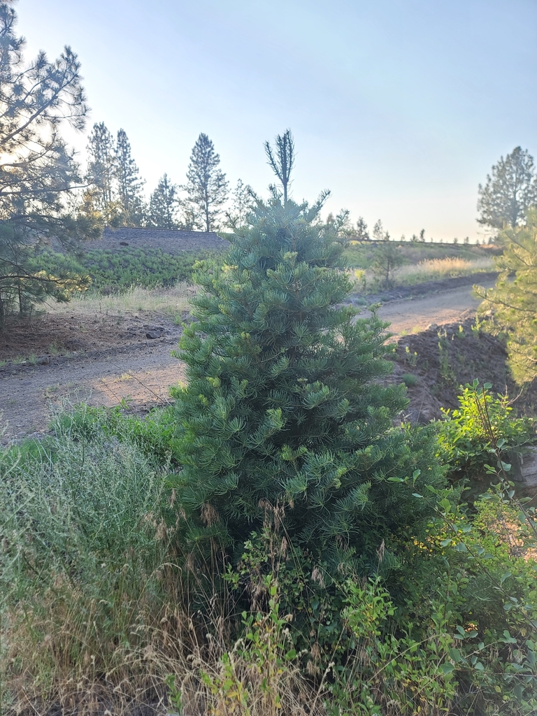 white fir from Latah Valley, Spokane, WA, USA on July 9, 2024 at 07:17 ...