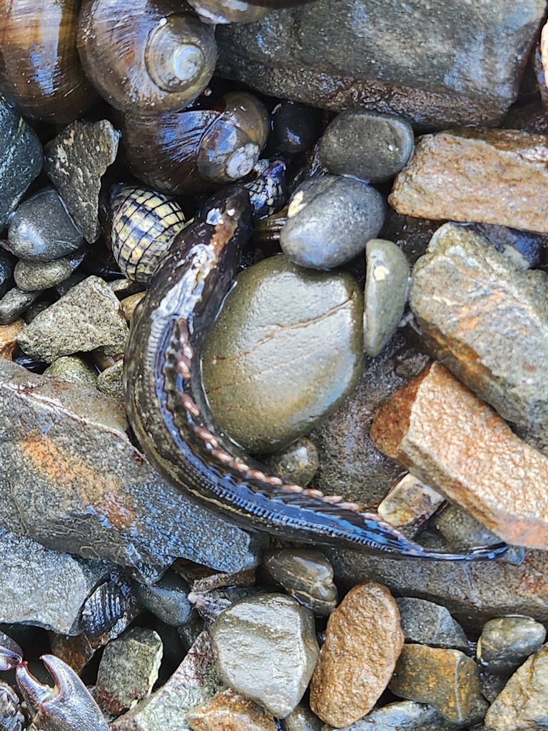 Olive Rockfish from Wellington, New Zealand on June 28, 2024 at 01:45 ...