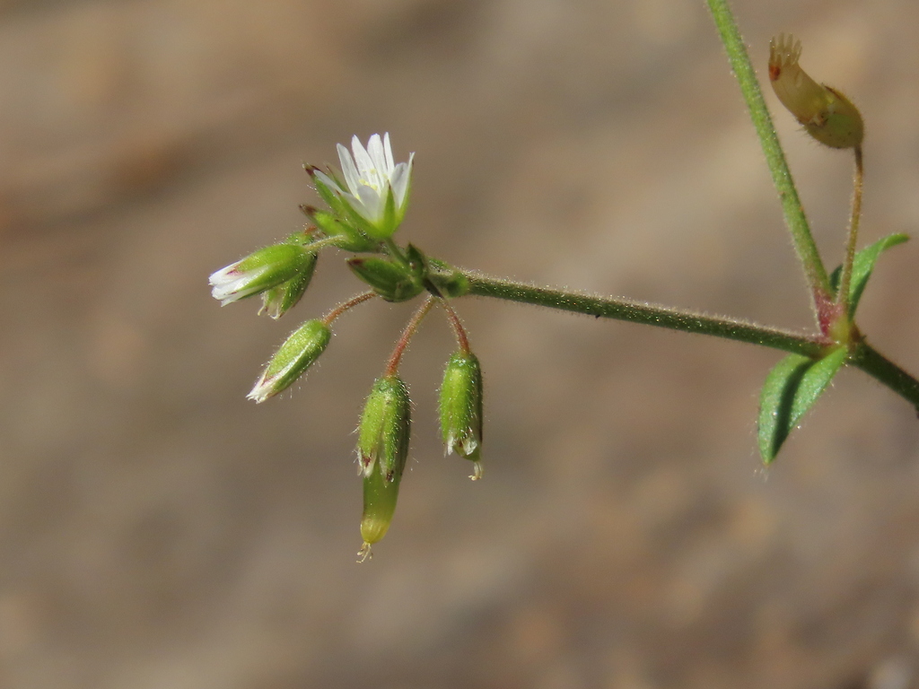 Common mouse-ear chickweed from Stoll Trail, Isle Royale National Park ...
