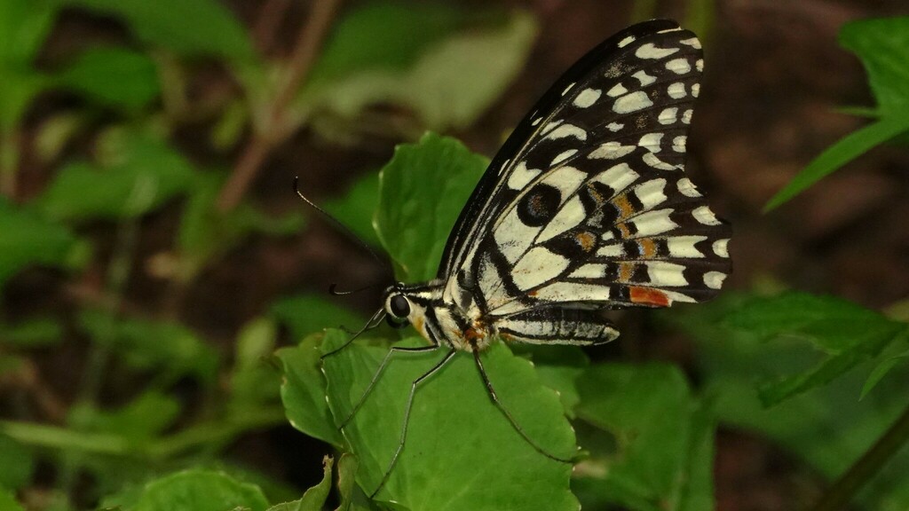 Lime Swallowtail from BNHS CEC on July 6, 2024 at 02:50 PM by Dinesh ...