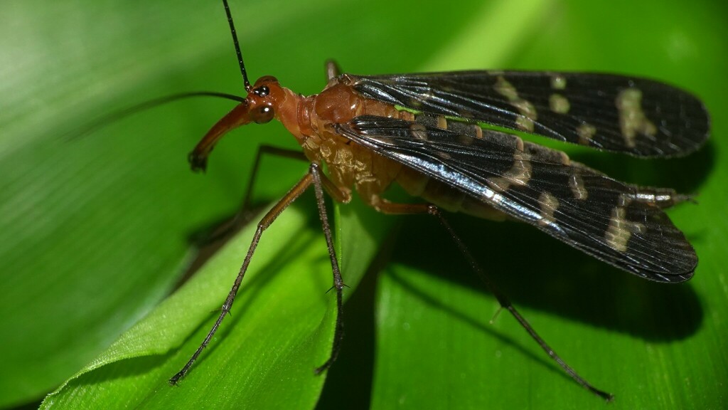 Neopanorpa indica from BNHS CEC on July 6, 2024 at 03:03 PM by Dinesh ...