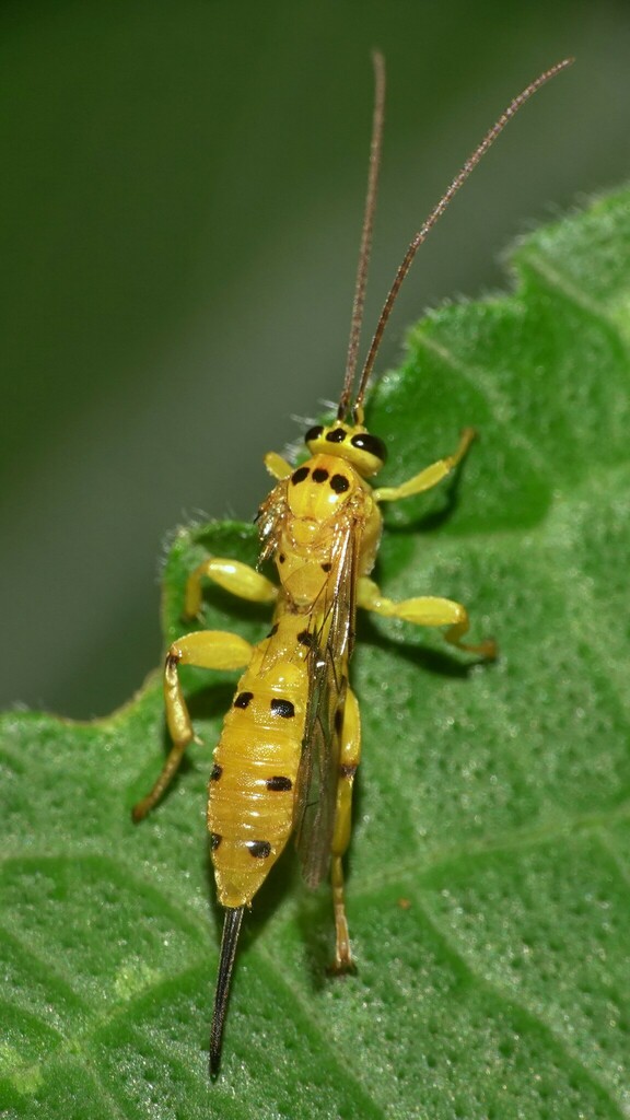 Xanthopimpla punctata from BNHS CEC on July 06, 2024 at 04:03 PM by ...