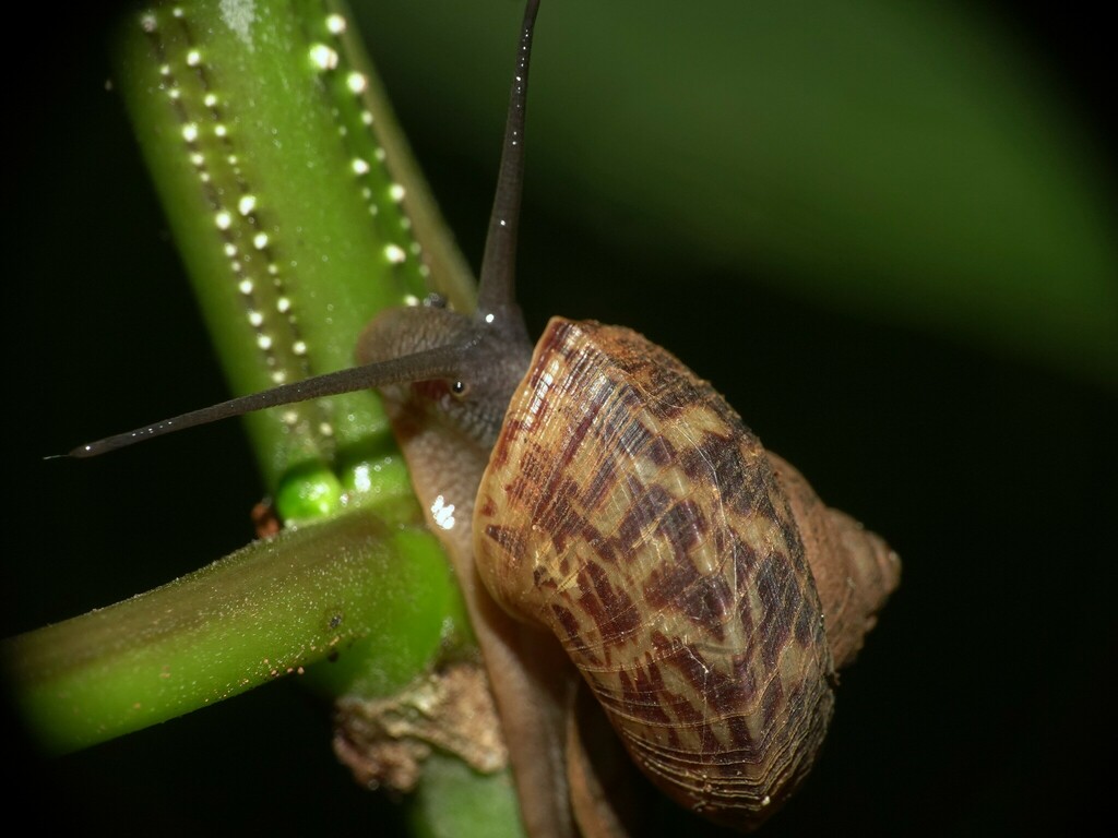 Cyclophorus from BNHS CEC on July 06, 2024 at 04:17 PM by Dinesh Sharma ...