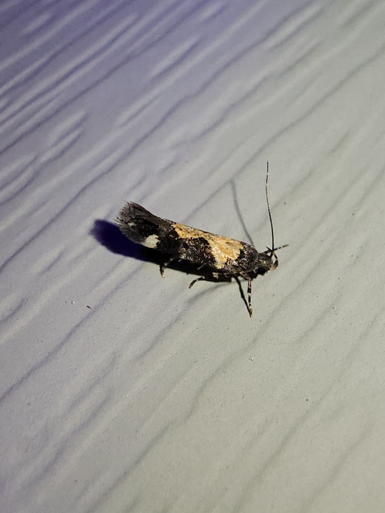 Red-necked Peanutworm Moth from Blythewood, SC, USA on July 9, 2024 at ...
