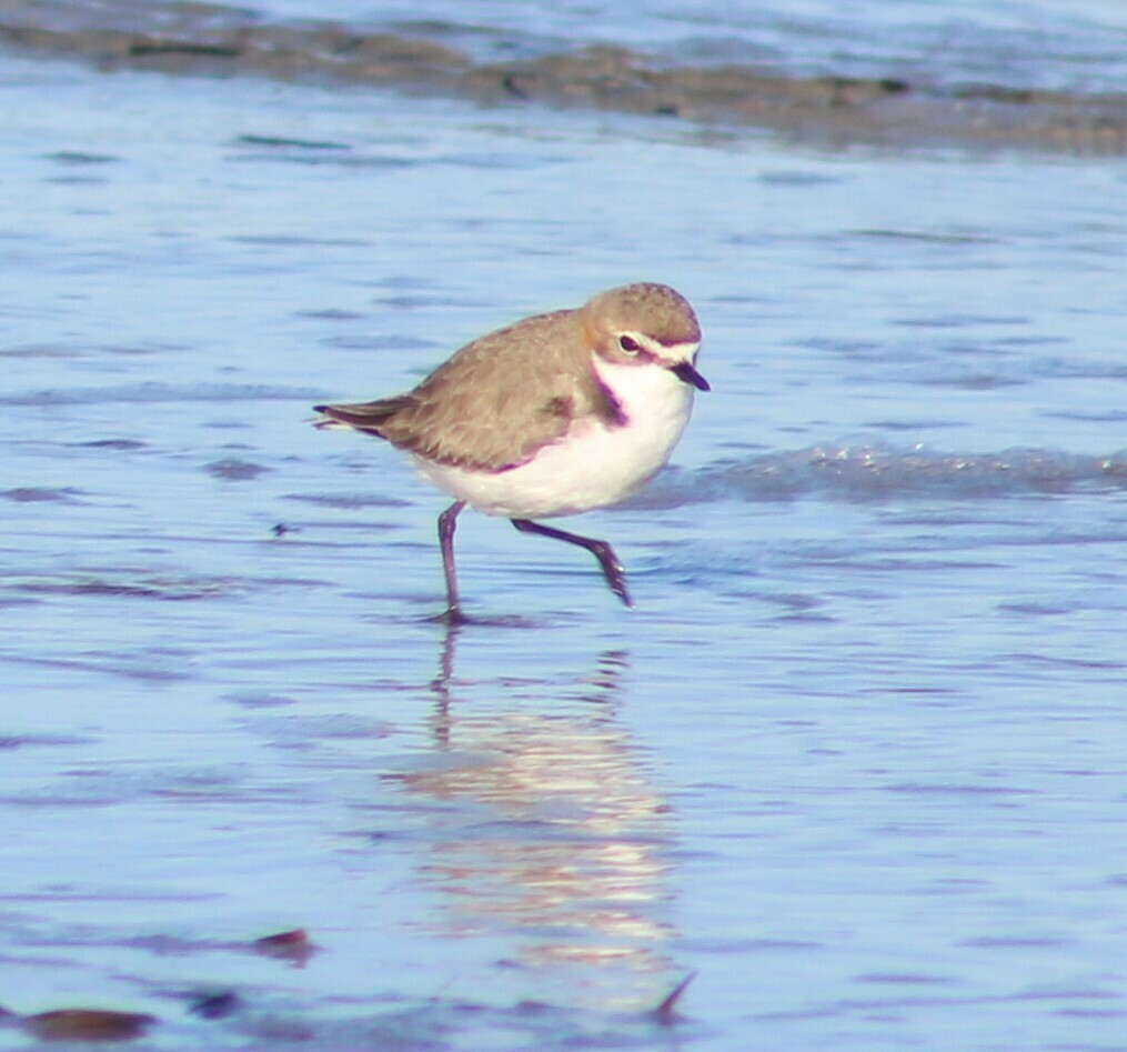 Red-capped Plover from Kingston SE SA 5275, Australia on July 10, 2024 ...