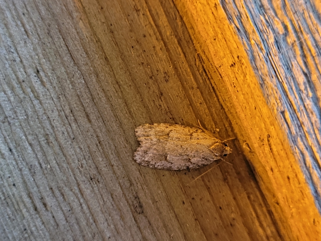 Bog Bibarrambla Moth from Gaspé, QC, Canada on July 01, 2024 at 06:44 ...