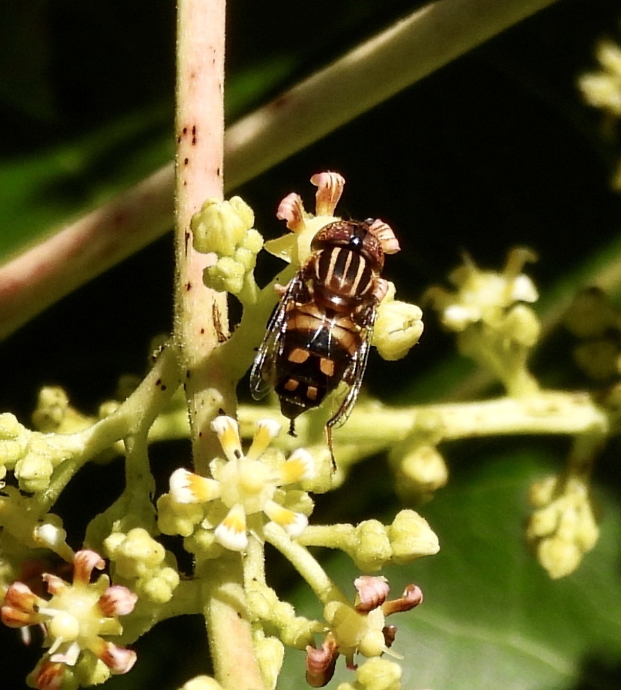 Native Drone Fly from Cairns QLD, Australia on July 10, 2024 at 02:01 ...