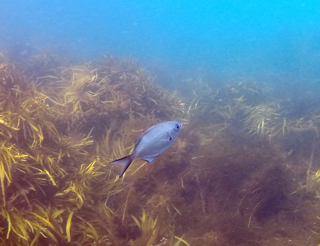 Silver Sweep from Wilsons Promontory VIC 3960, Australia on April 8 ...