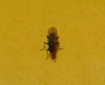 Copromyzinae from Betton Island, Alaska 99901, USA on July 8, 2024 at ...