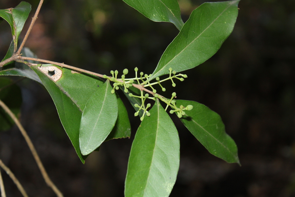 Notelaea longifolia from Karen Place trail Smiths Lake NSW 2428, Australia on July 10, 2024 at ...