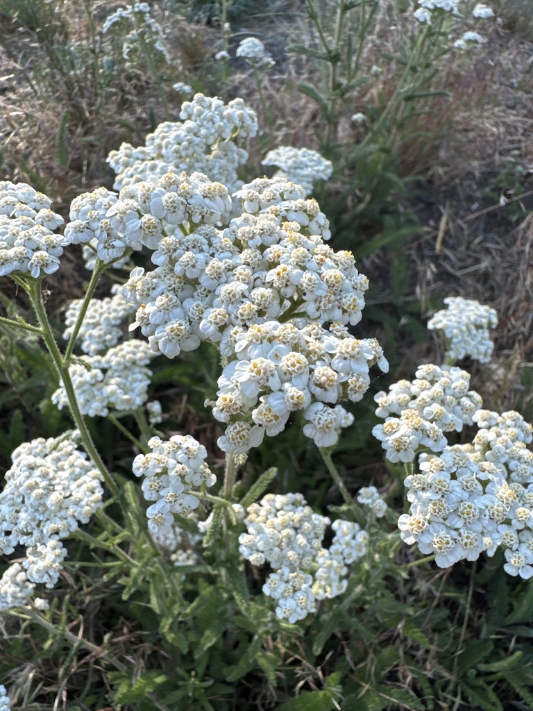 common yarrow from Grout Bay, Big Bear Lake, CA, US on July 8, 2024 at ...