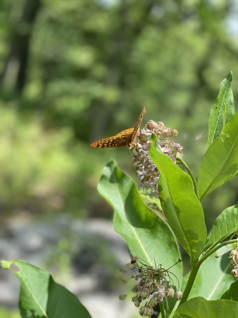 Great Spangled Fritillary from Delaware State Forest, Bushkill, PA, US ...