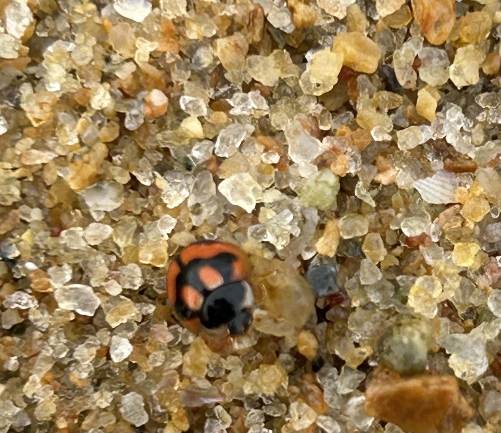Propylea dissecta from Thiruvalluvar Nagar Beach, Valmiki Nagar ...