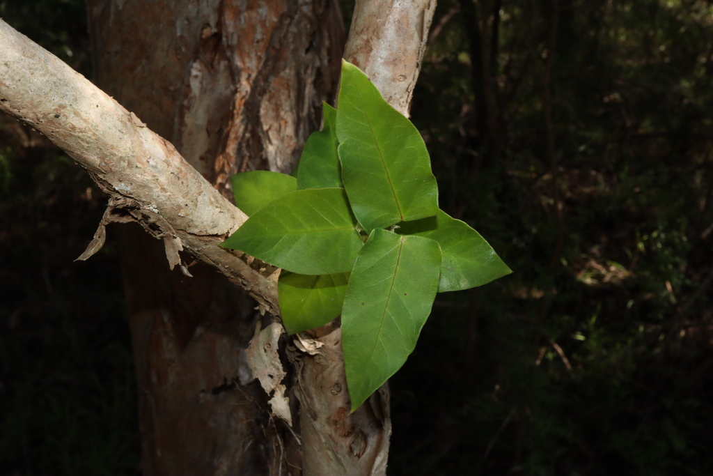 Moth Vine from Sydney NSW, Australia on July 10, 2024 at 12:17 PM by ...