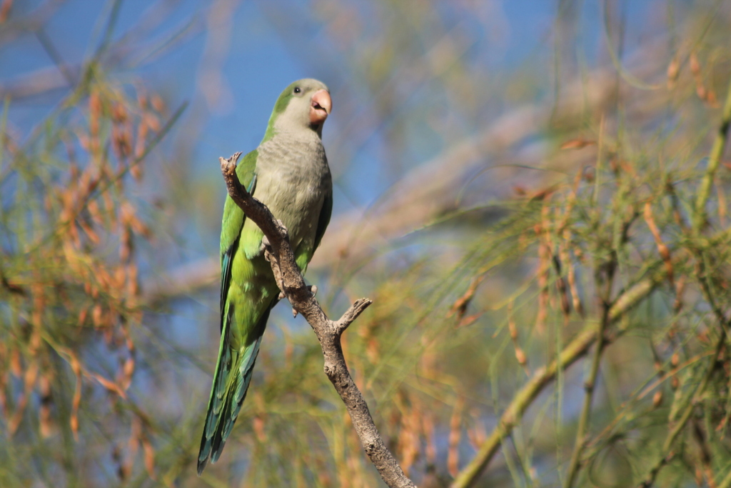 Monk Parakeet from Juárez, Chih., México on July 9, 2024 at 06:39 PM by ...