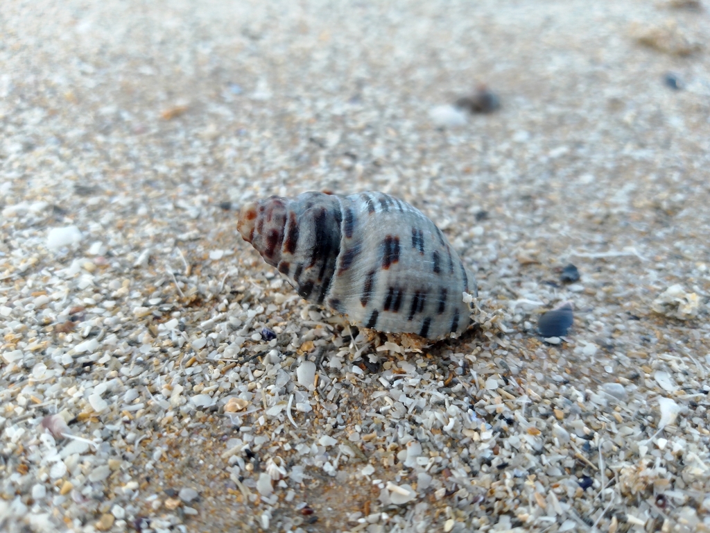 Lineated cominella from Shearwater TAS 7307, Australia on July 10, 2024 ...