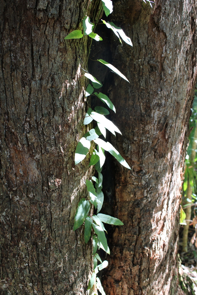Common Silkpod from Karen Place trail Smiths Lake NSW 2428, Australia on July 10, 2024 at 11:55 ...