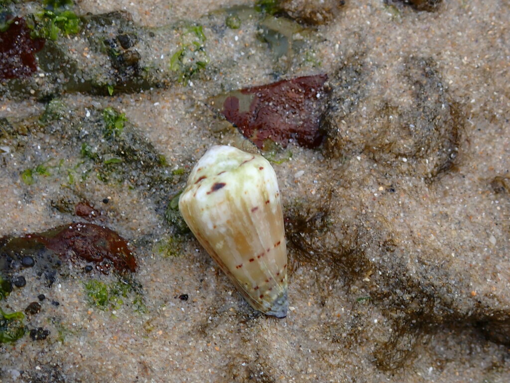 Music Cone from Diggers Camp NSW 2462, Australia on July 9, 2024 at 01: ...