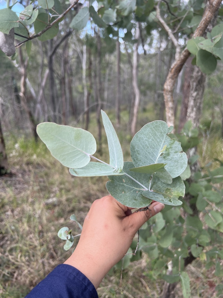 Eucalyptus melanophloia from Undullah Rd, Undullah, QLD, AU on July 10 ...