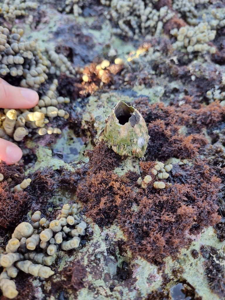 Giant rock barnacle from Waikato 3506, New Zealand on July 7, 2024 at ...