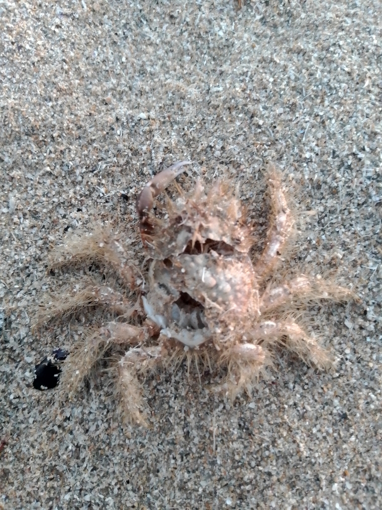 Hairy Seaweed Crab from Latrobe, TAS, Australia on July 10, 2024 at 05: ...