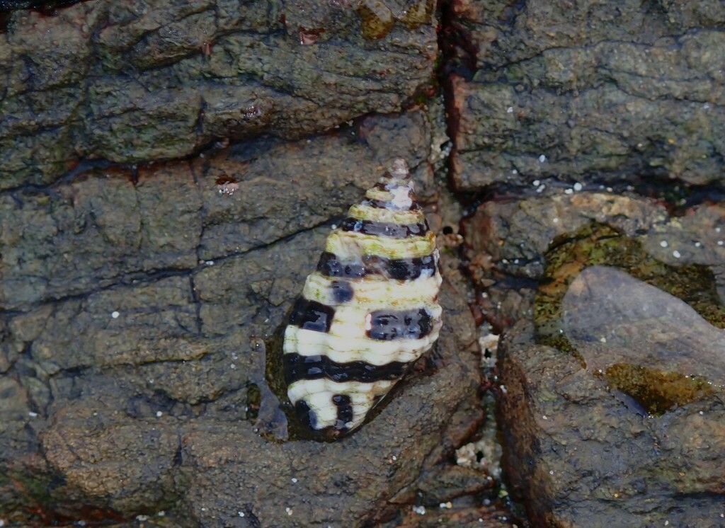 Engina zonalis from Diggers Camp NSW 2462, Australia on July 09, 2024 ...