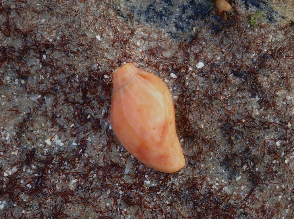 Cymbiola complexa from Diggers Camp NSW 2462, Australia on July 9, 2024 ...