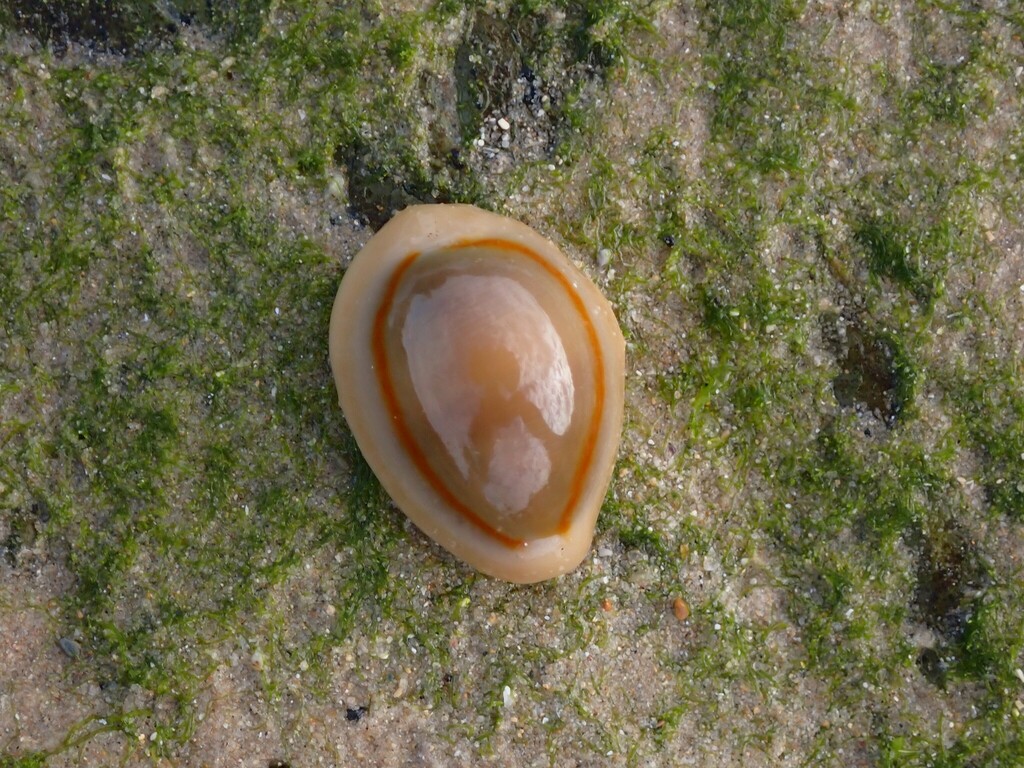 Gold Ring Cowry from Diggers Camp NSW 2462, Australia on July 9, 2024 ...