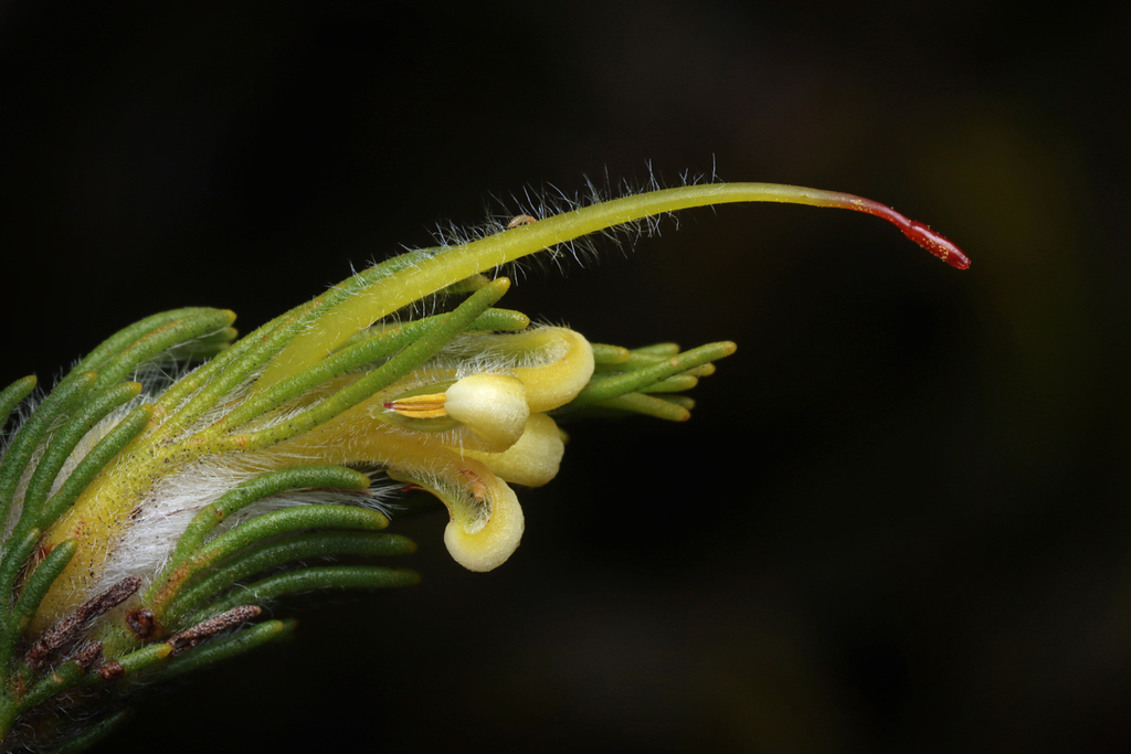 Gland Flower (Adenanthos terminalis) - Botanical Realm