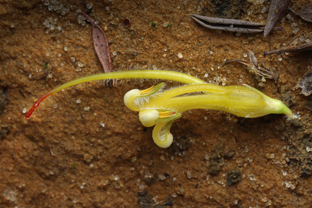 Gland Flower (Adenanthos terminalis) - Botanical Realm