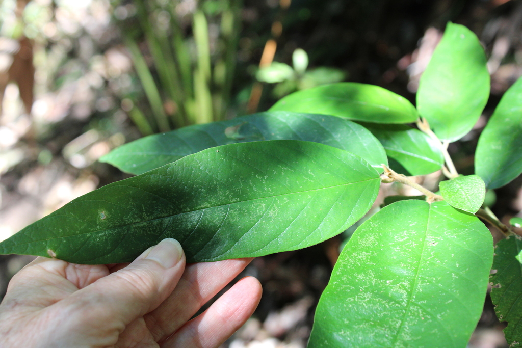 Red Ash from Karen Place trail Smiths Lake NSW 2428, Australia on July 10, 2024 at 12:00 PM by ...