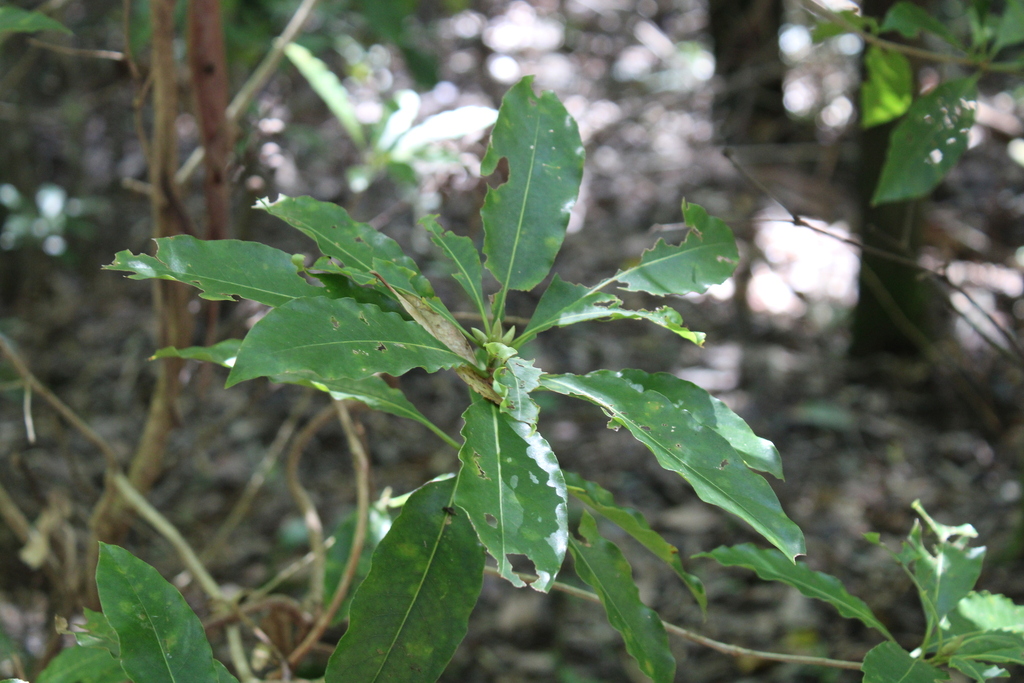 Australian Cheesewood from Karen Place trail Smiths Lake NSW 2428, Australia on July 10, 2024 at ...