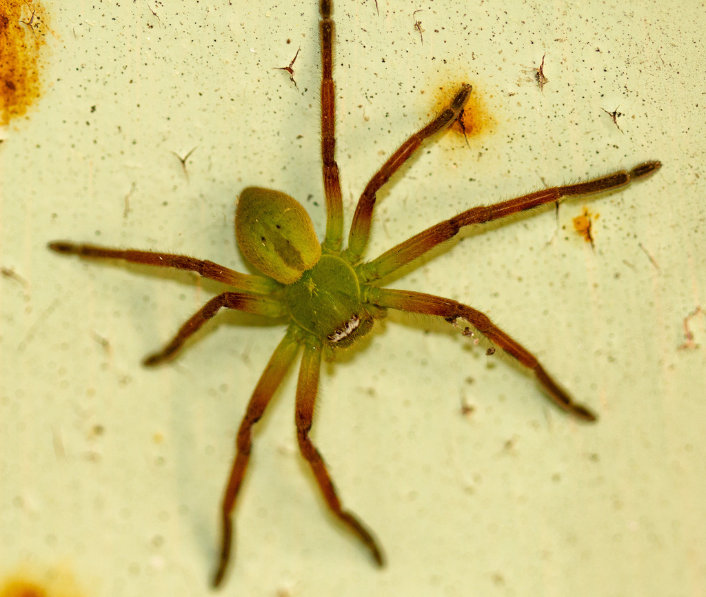 Tasmanian Football Spider from Tasman, TAS, Australia on April 9, 2015 ...