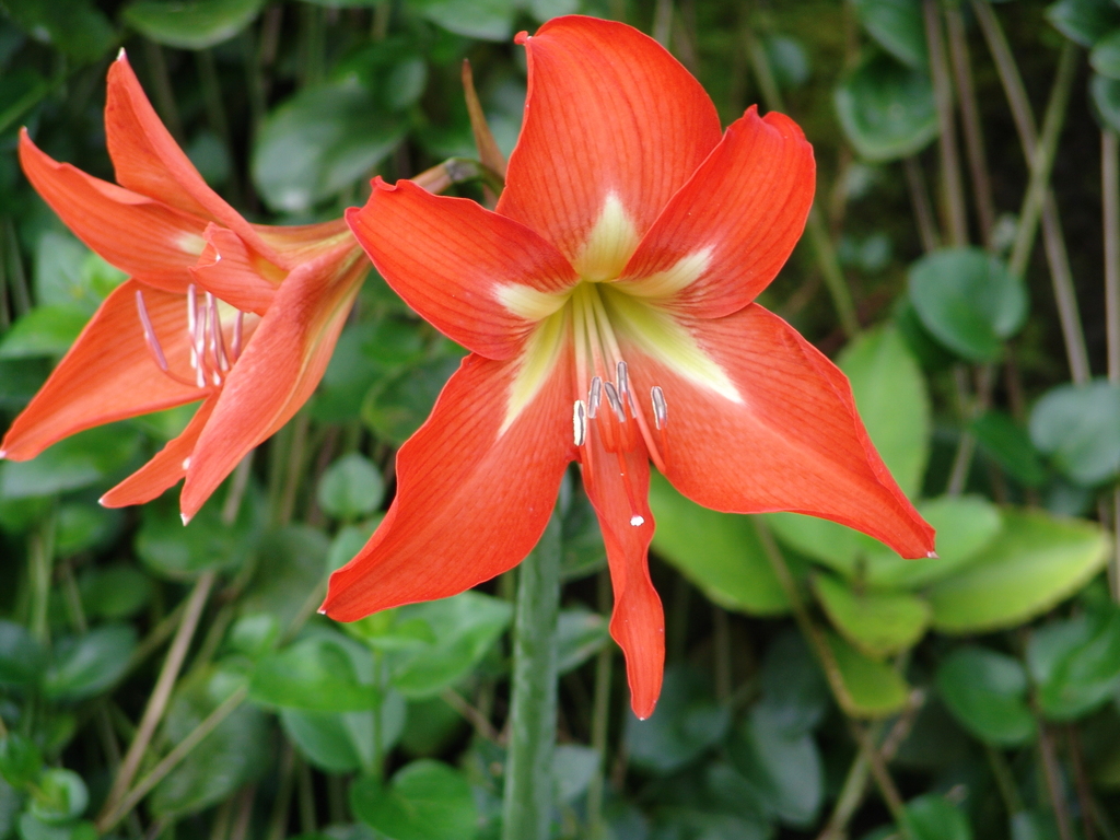 Hippeastrum hybrid (Flora Singapore List H) · iNaturalist