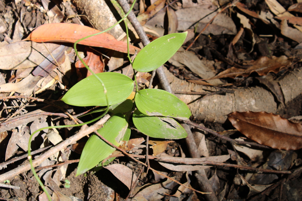 Wombat Berry from Karen Place trail Smiths Lake NSW 2428, Australia on July 10, 2024 at 12:07 PM ...