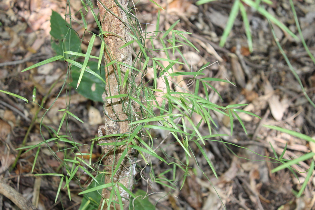 Climbing Lily from Karen Place trail Smiths Lake NSW 2428, Australia on July 10, 2024 at 12:08 ...