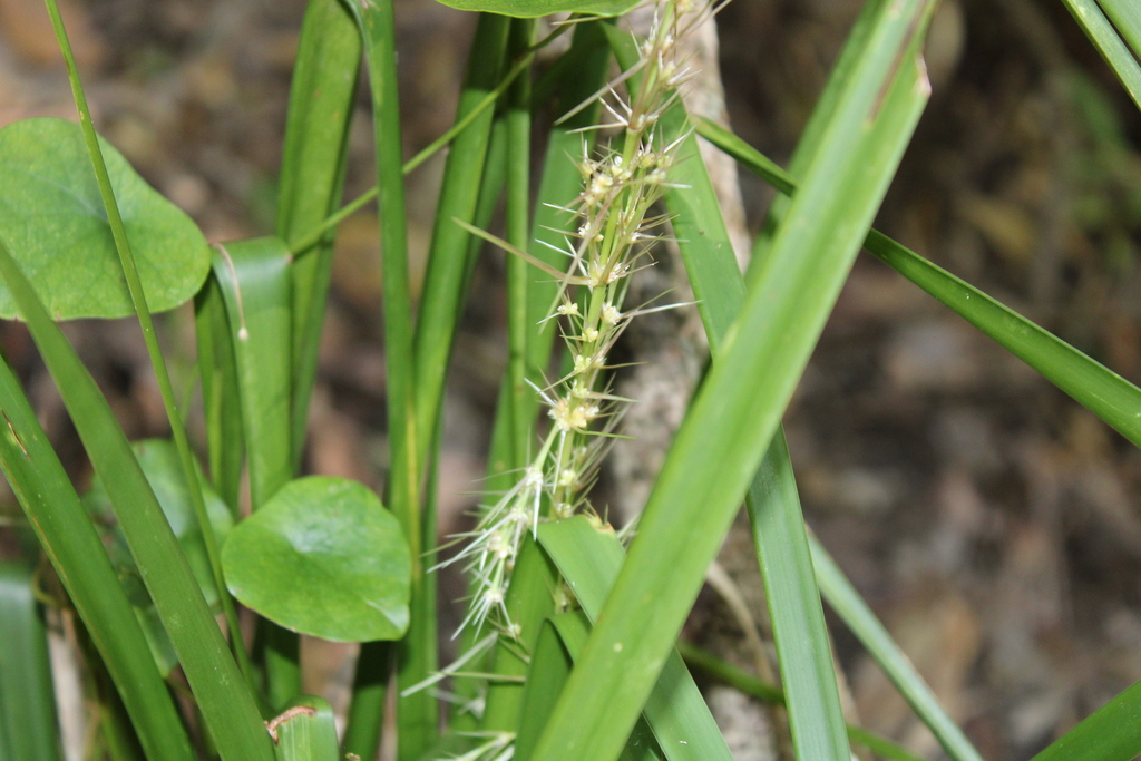 Spiny-headed Mat-rush from Karen Place trail Smiths Lake NSW 2428, Australia on July 10, 2024 at ...