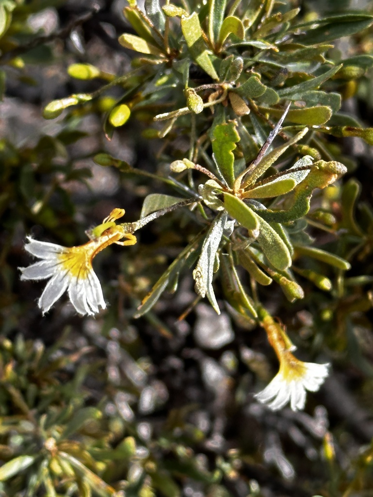 Spiny Fan-flower from Lake Wells, WA, AU on July 10, 2024 at 10:27 AM ...